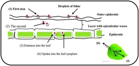 Importance of Foliar Nutrient Application - Mosaic India