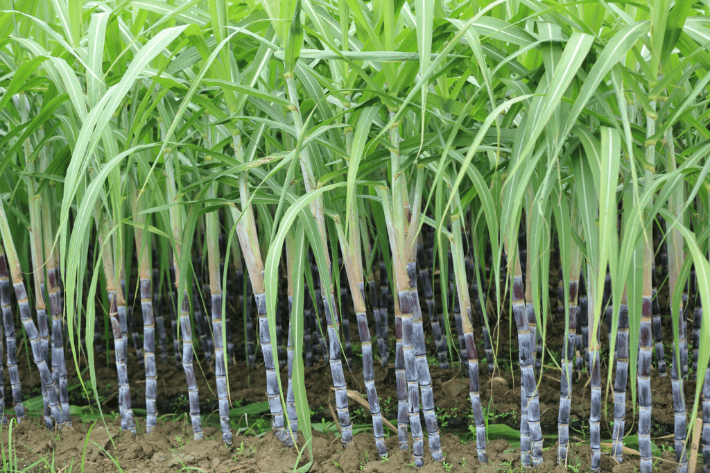 About Sugarcane Crop in India - Mosaic India