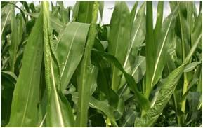 Boron - A Key Micronutrient - Mosaic India