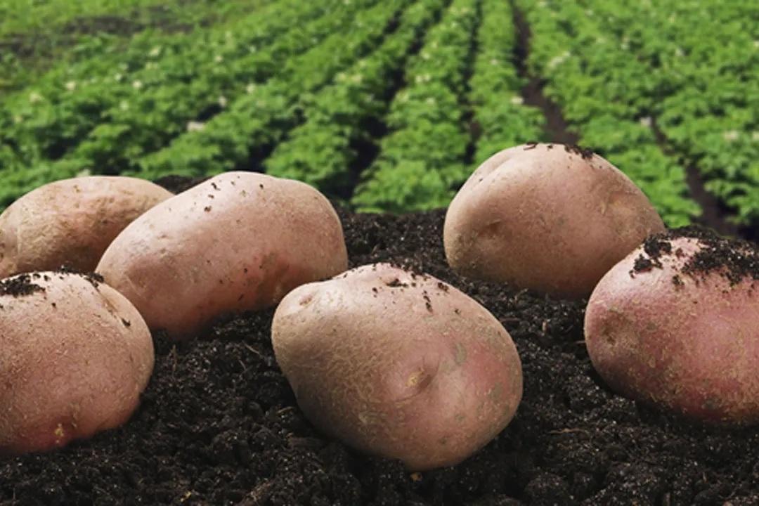 Potash - The Most Important Nutrient for Potato Crop - Mosaic India