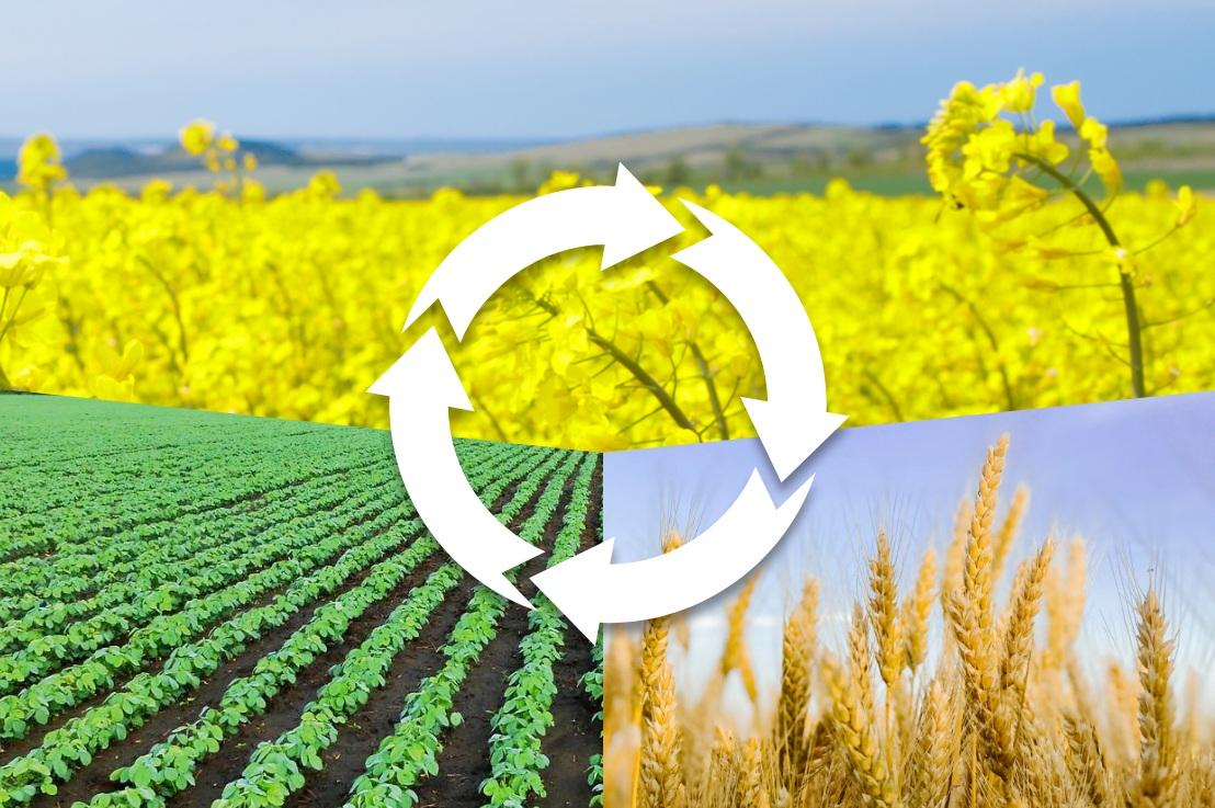 खेती में महत्वपूर्ण फसल चक्र - Mosaic India