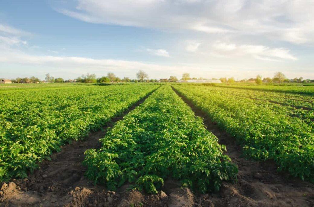 Calcium (Ca) - An Important Nutrient for Marketable Quality of Potatoes ...