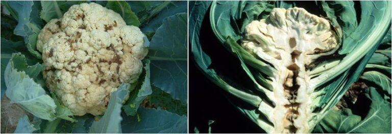 Boron (B) - An Essential Nutrient for Marketable Cauliflower Crop ...