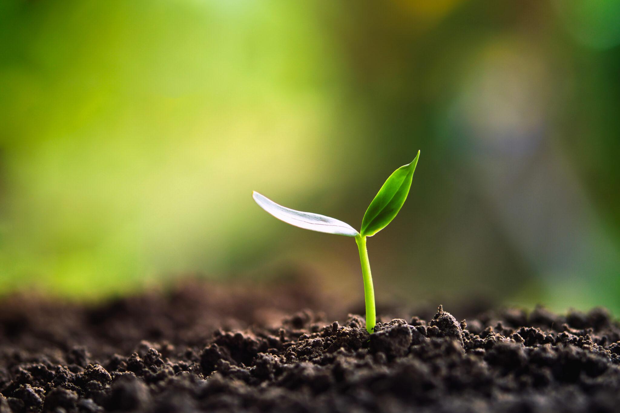 What is Potash and Its Sources? - Mosaic India