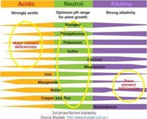 Soil pH and its Impact on Plant Growth and Nutrient Availability ...
