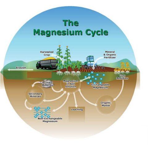 Why is Magnesium Essential for Both Crops and Human Health? - Mosaic India