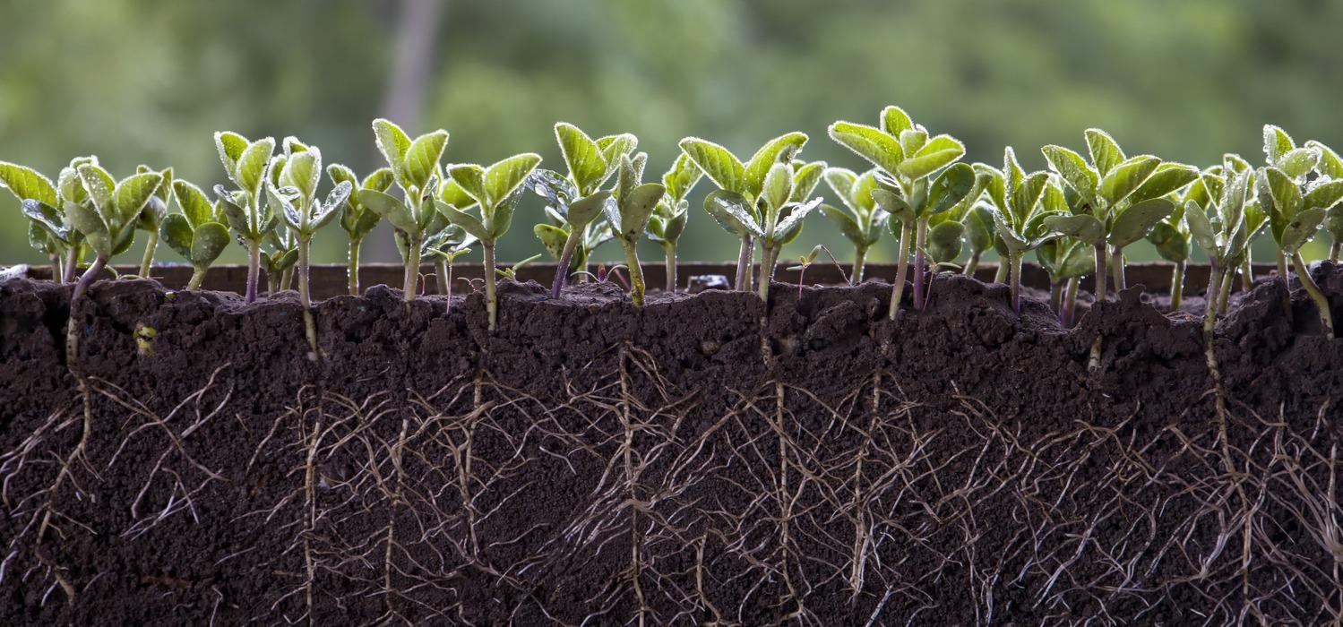 The Role of Mycorrhiza in Agriculture - Mosaic India